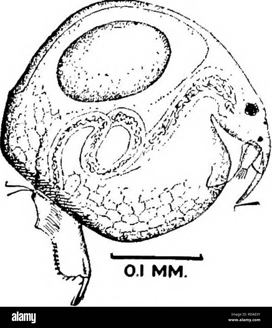 Chydorus Black and White Stock Photos & Images - Alamy