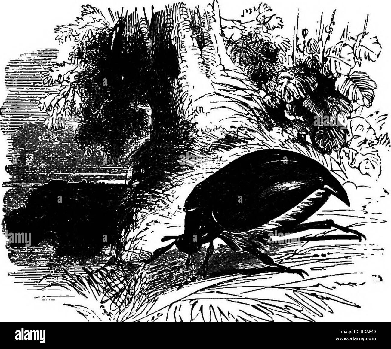Death watch furniture beetle in Black and White Stock Photos & Images ...