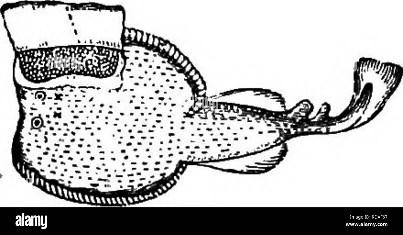 Lethargy Clipart Fish
