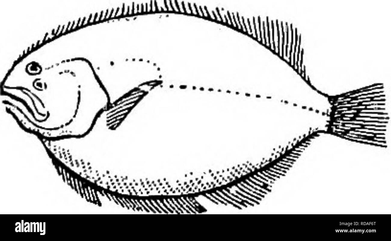 Salt fish preserve Black and White Stock Photos & Images - Alamy