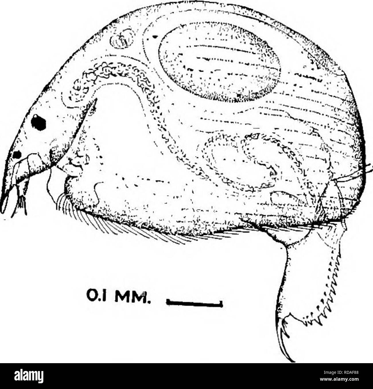 . Fresh-water biology. Freshwater biology. THE WATER FLEAS (CLADOCERA ...