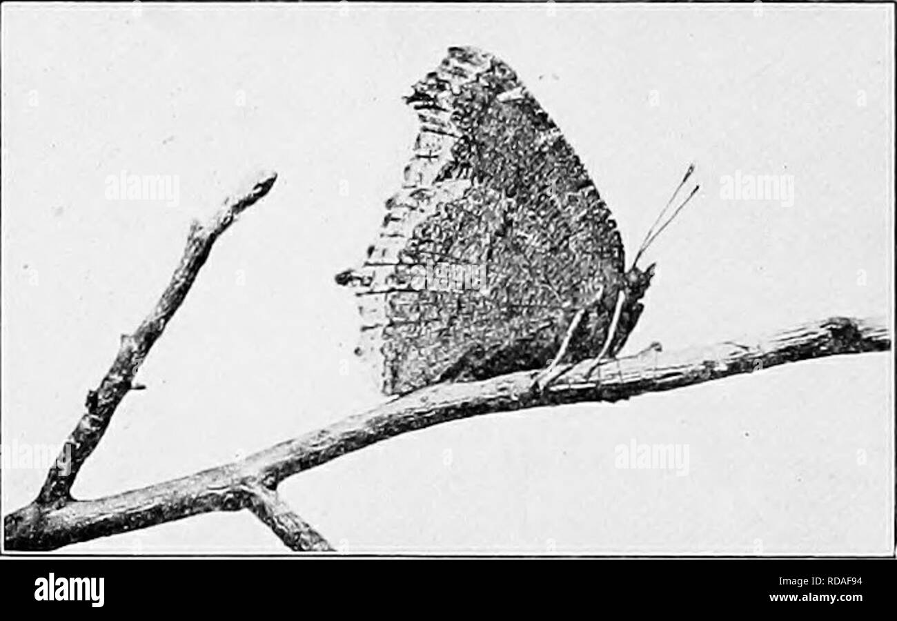 Old insect drawings hi-res stock photography and images - Alamy