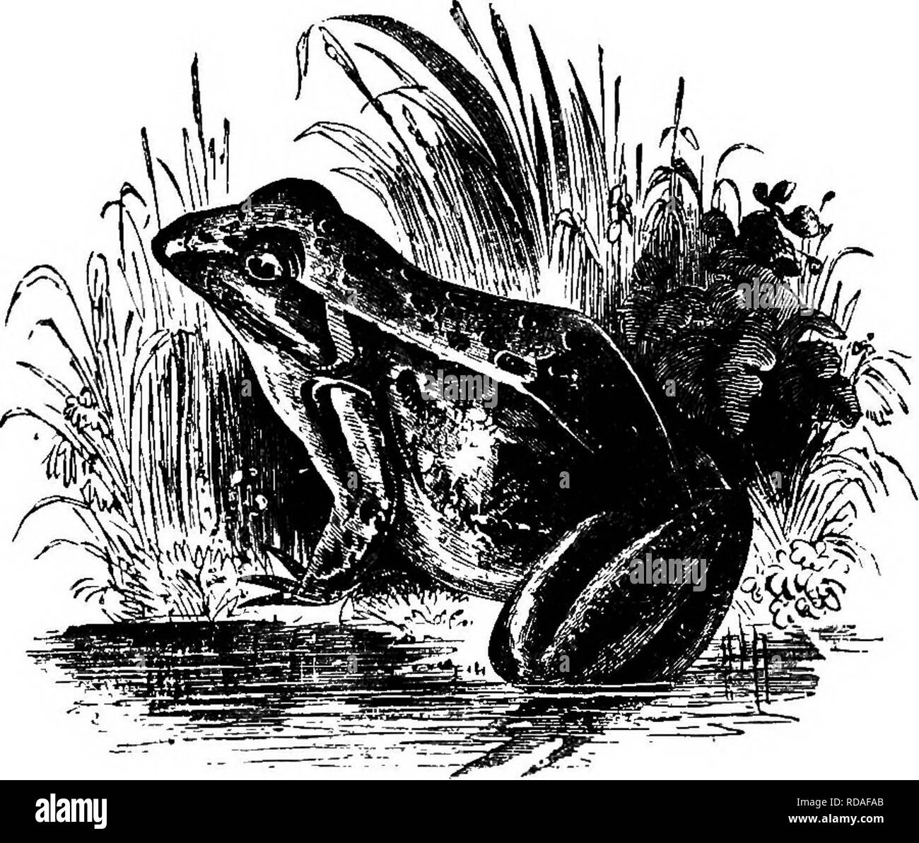 Indian bull frog hi-res stock photography and images - Alamy