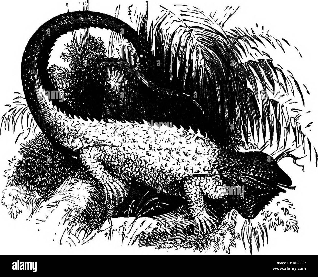 . Illustrated natural history : comprising descriptions of animals ...