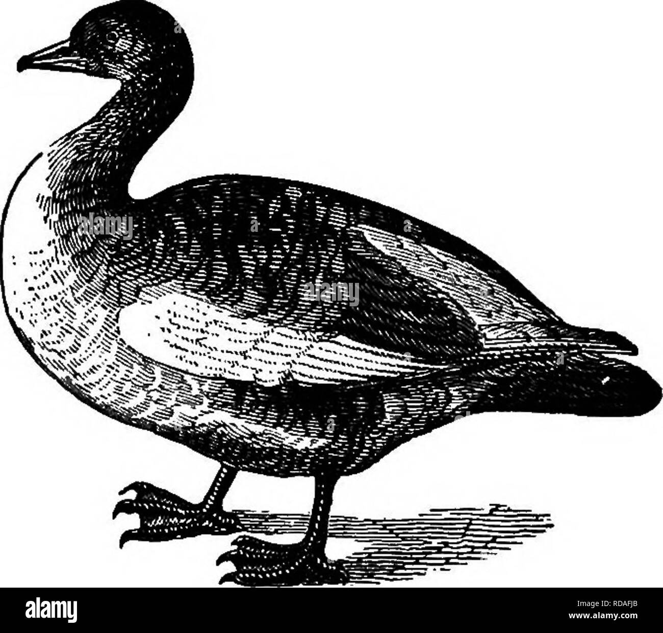 Bernicle hi-res stock photography and images - Alamy