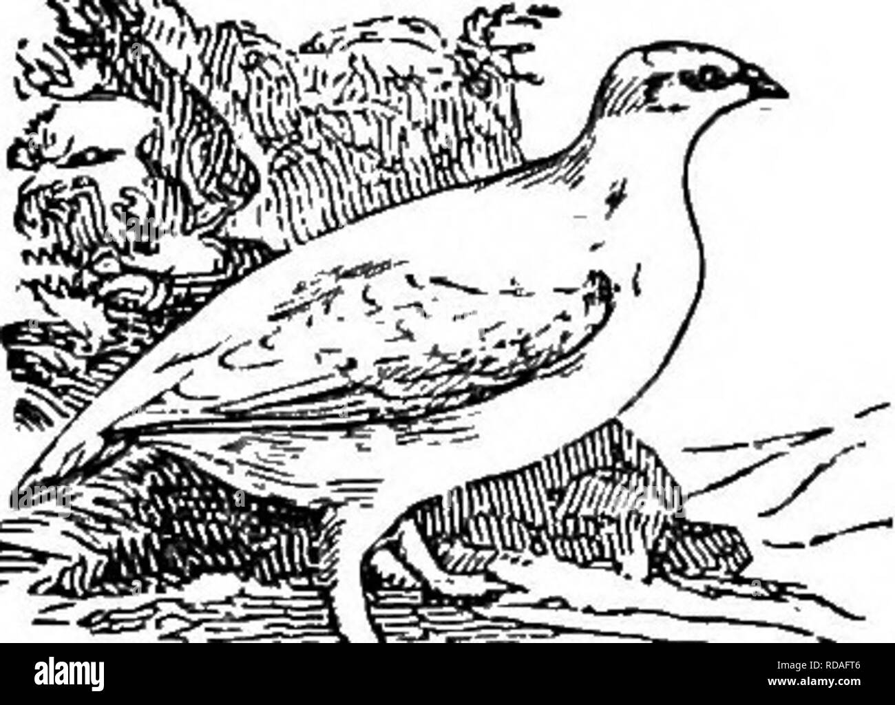 Reaches for prey Black and White Stock Photos & Images - Alamy