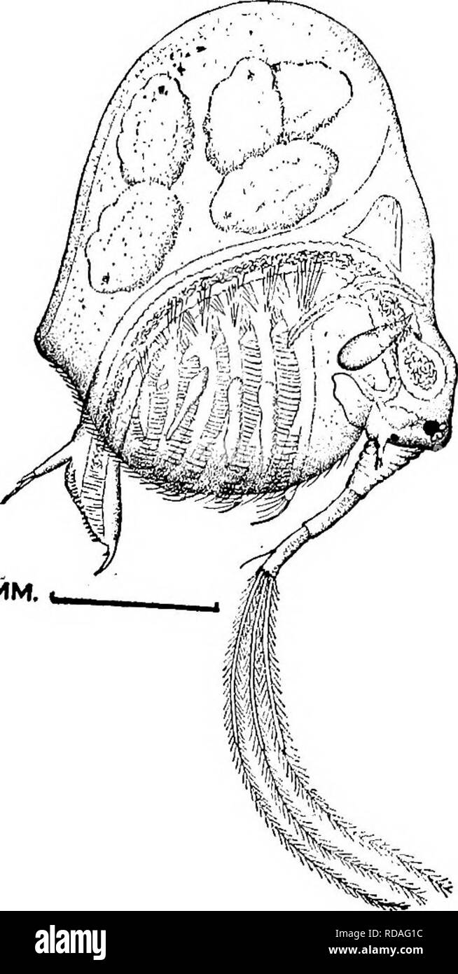 . Fresh-water biology. Freshwater biology. THE WATER FLEAS (CLADOCERA ...