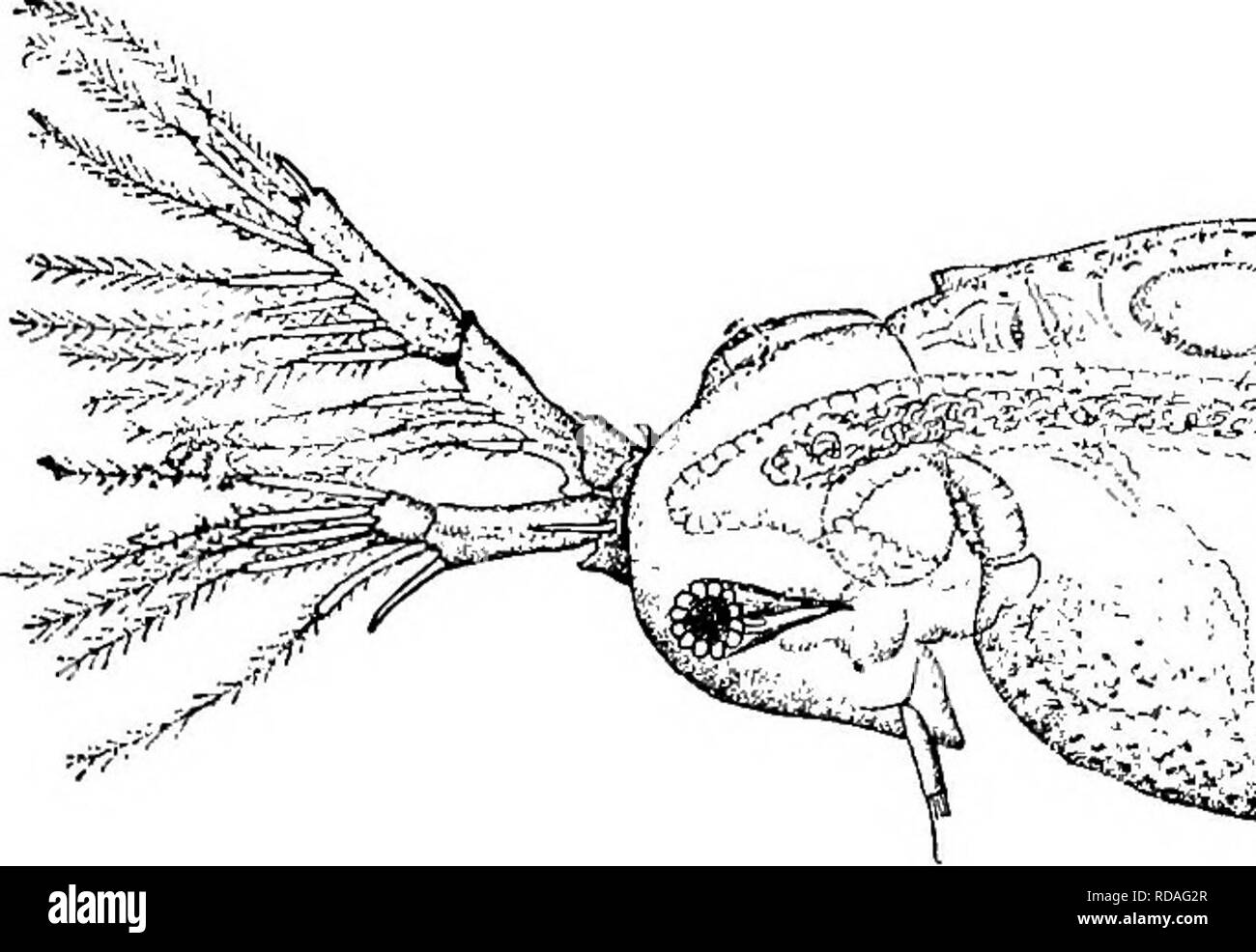 . Fresh-water biology. Freshwater biology. THE WATER FLEAS (CLADOCERA ...