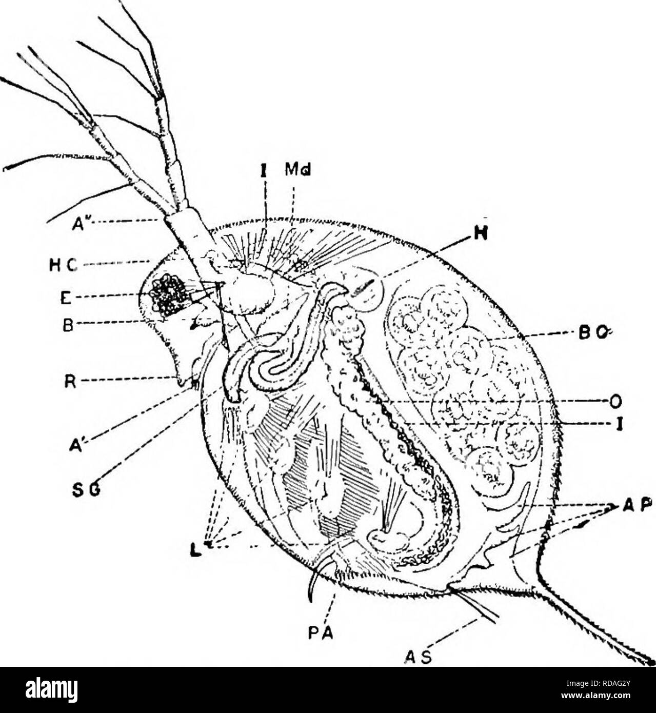 Water Fleas Stock Photos & Water Fleas Stock Images - Page 3 - Alamy