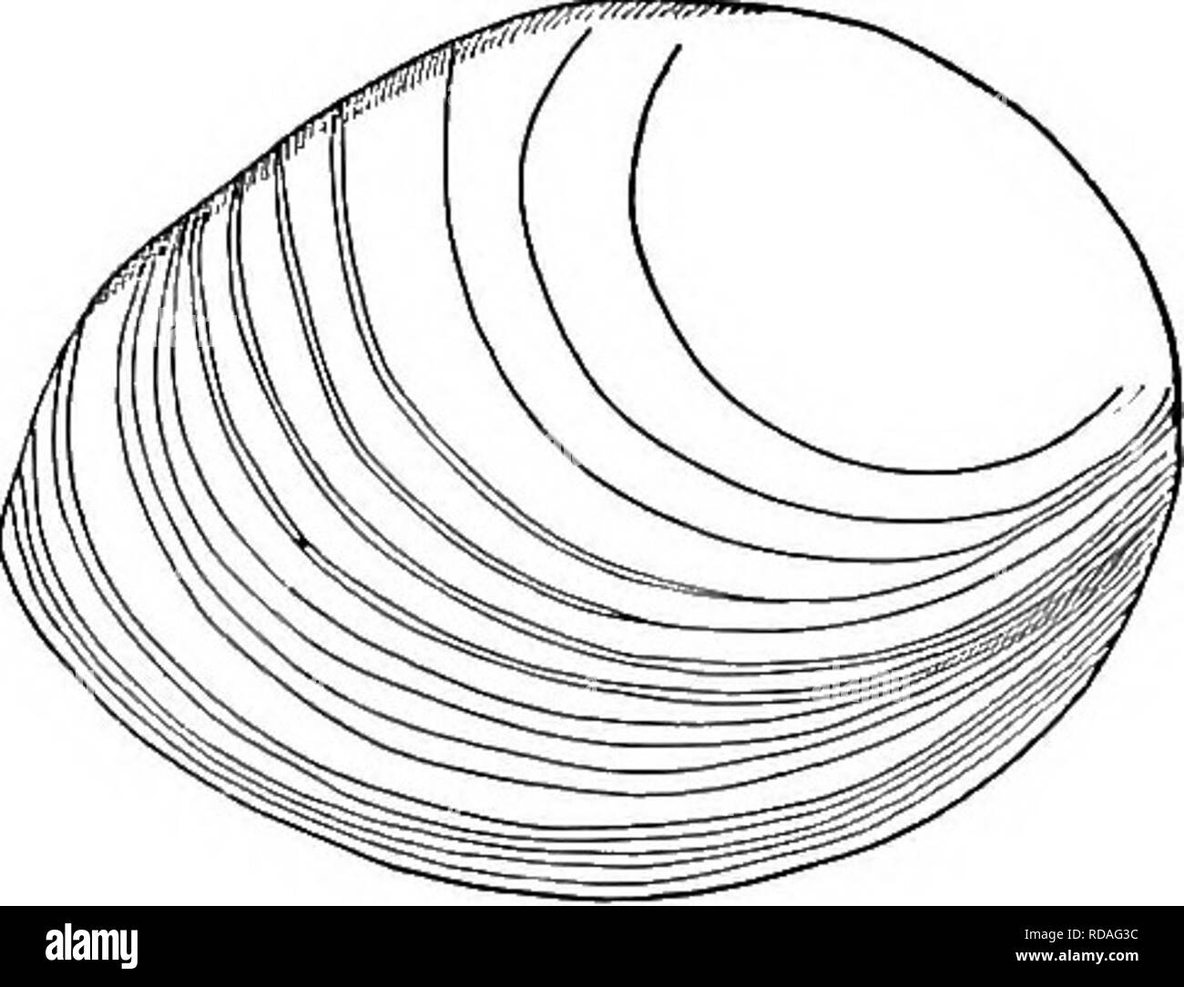 . Fresh-water biology. Freshwater biology. THE FAIRY SHRIMPS ...