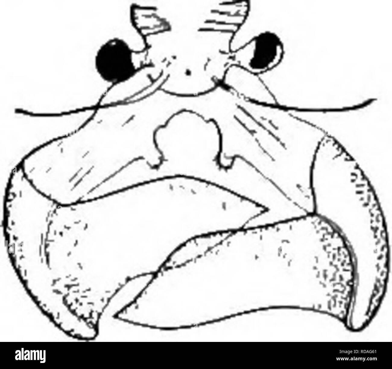 Genital tubercle hi-res stock photography and images - Alamy