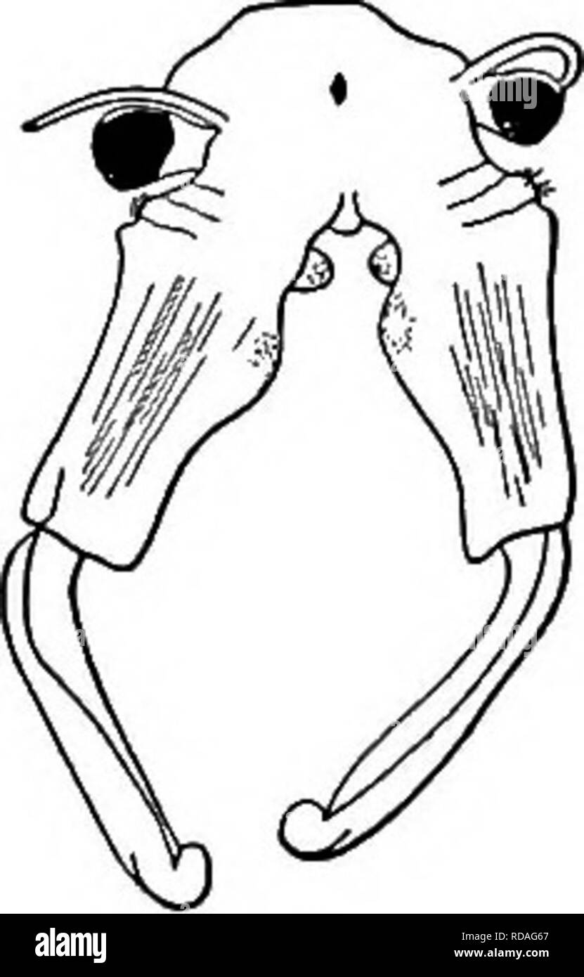 Branchinecta hi-res stock photography and images - Alamy