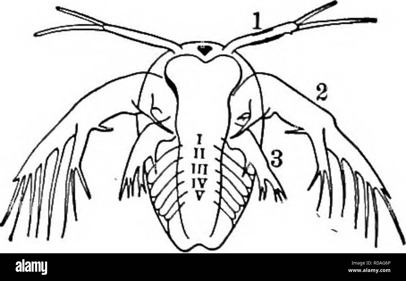 Flabella hi-res stock photography and images - Alamy