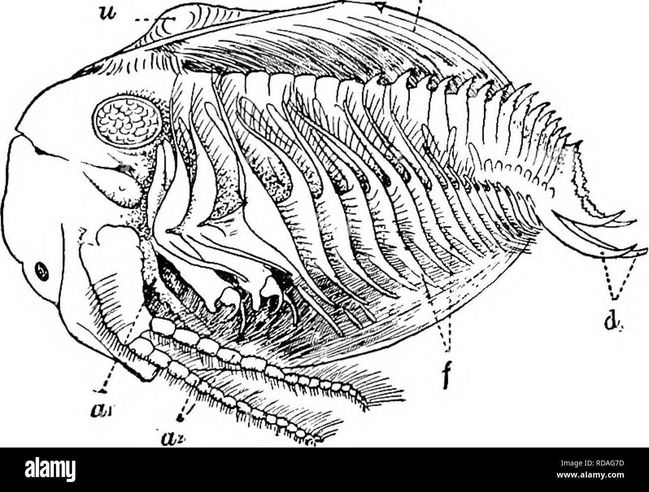 . Fresh-water biology. Freshwater biology. 664 FRESH-WATER BIOLOGY. Fig ...
