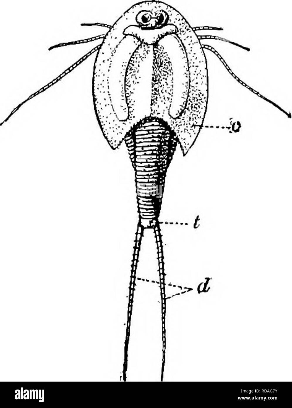 Form frontal appendages hi-res stock photography and images - Alamy