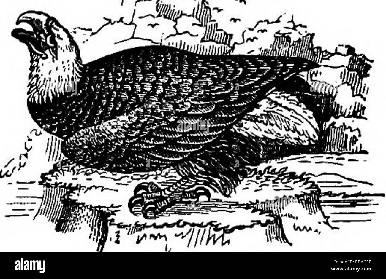 Largest bird in north america Black and White Stock Photos & Images - Alamy