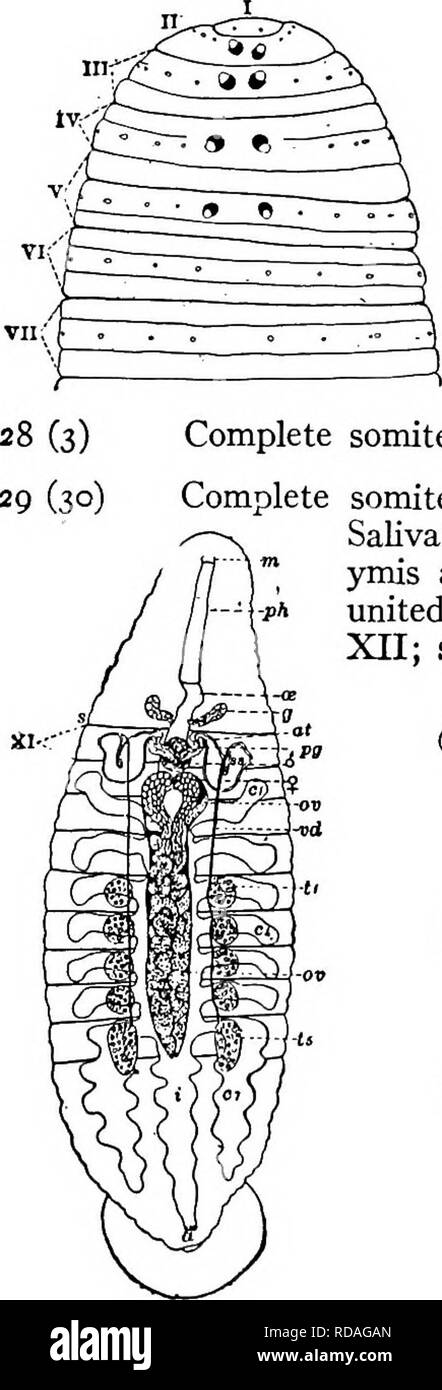 Compound Papillae High Resolution Stock Photography and Images - Alamy