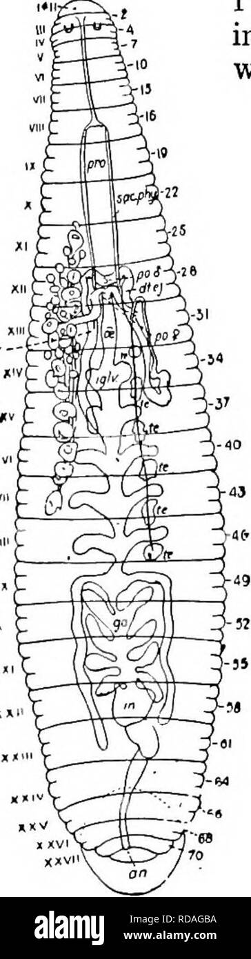 Small papillae Black and White Stock Photos & Images - Alamy
