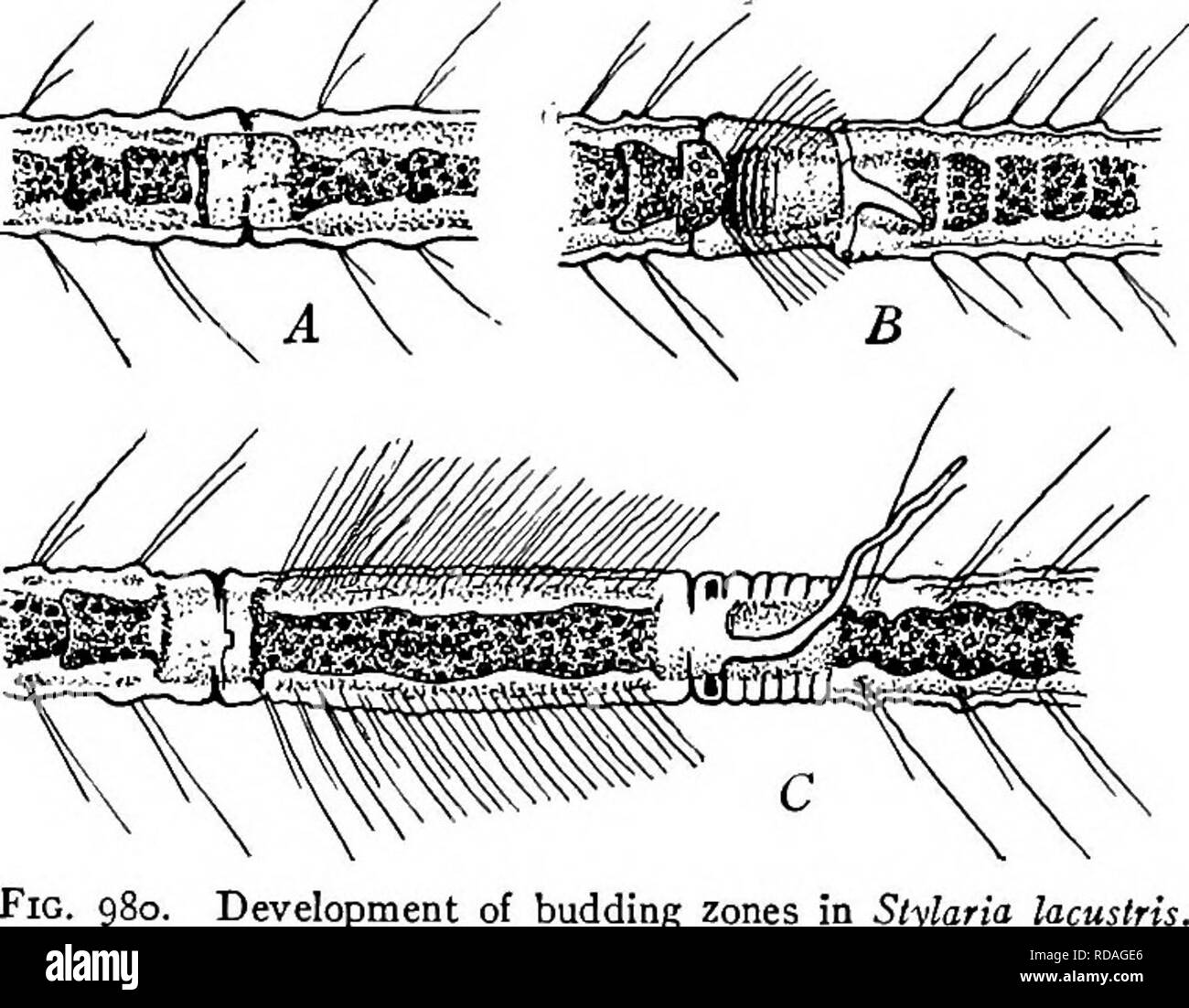 . Fresh-water biology. Freshwater biology. AQUATIC EARTHWORMS 63s ...