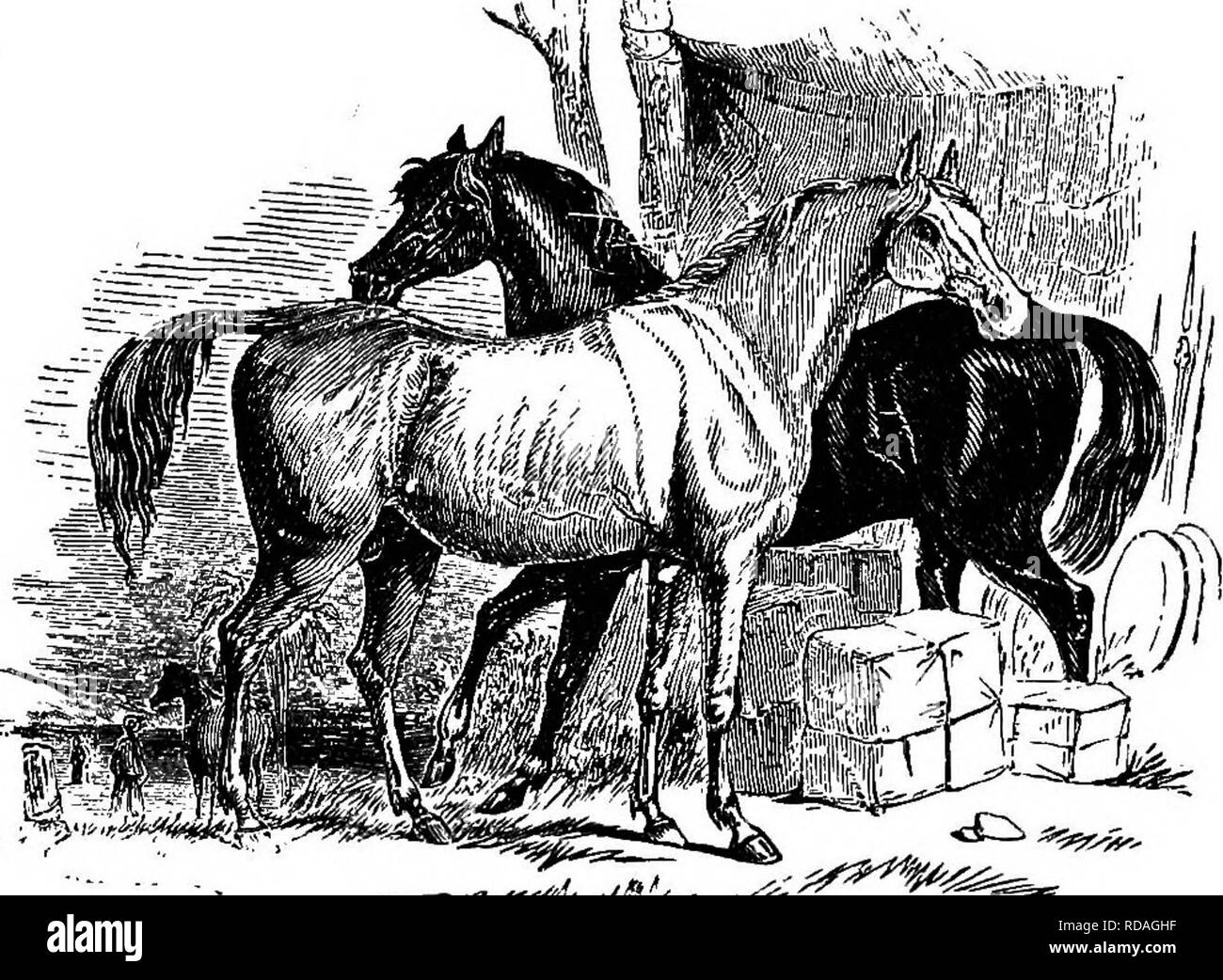. Illustrated natural history : comprising descriptions of animals ...