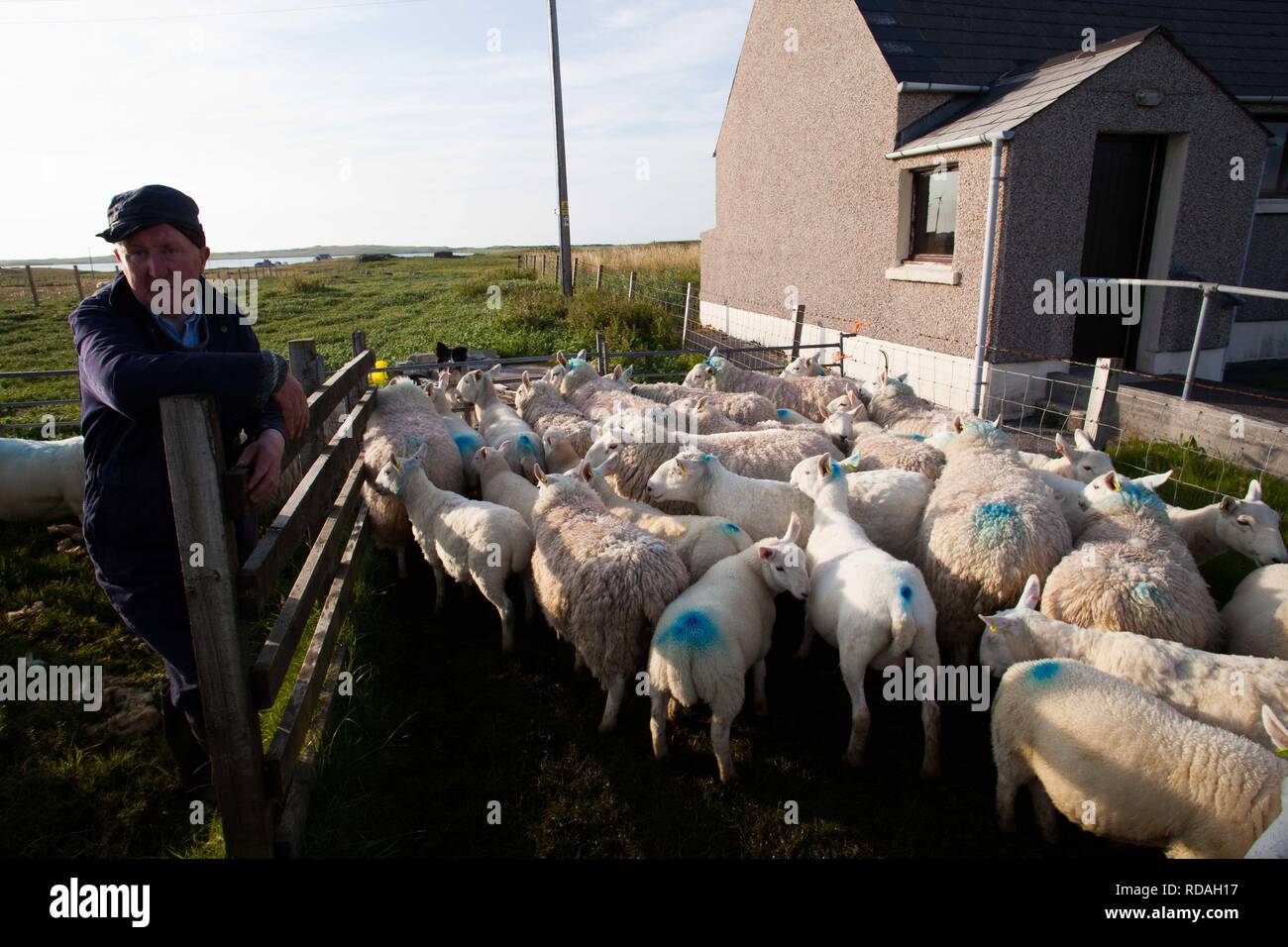 Cross breed Cheviot sheep ,newly sheered ,important for their wool to ...