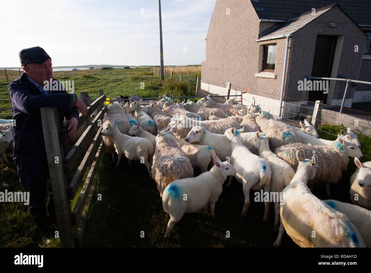 Cross breed Cheviot sheep ,newly sheered ,important for their wool to ...