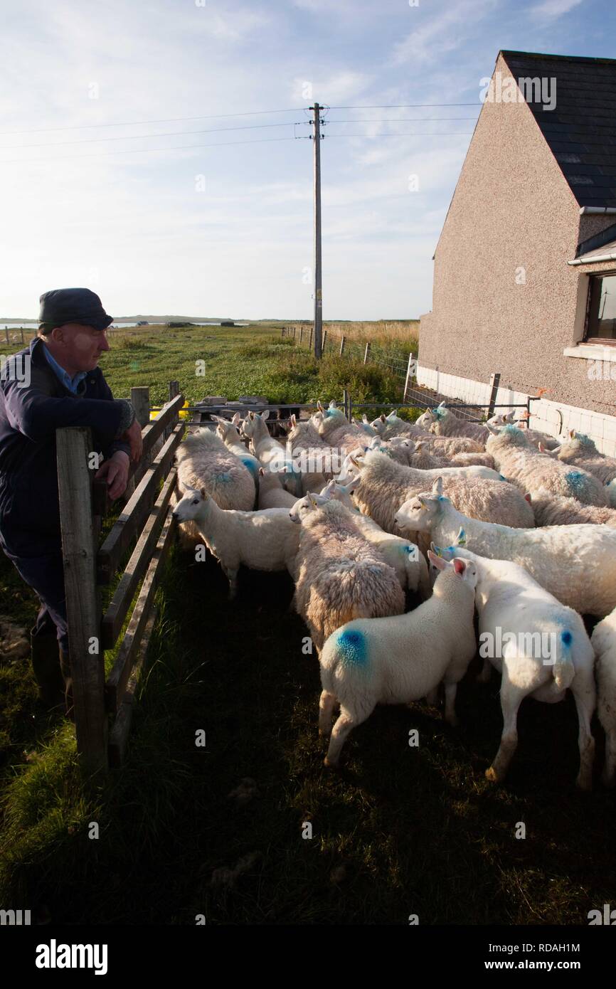 Cheviot cross sheep hi-res stock photography and images - Alamy