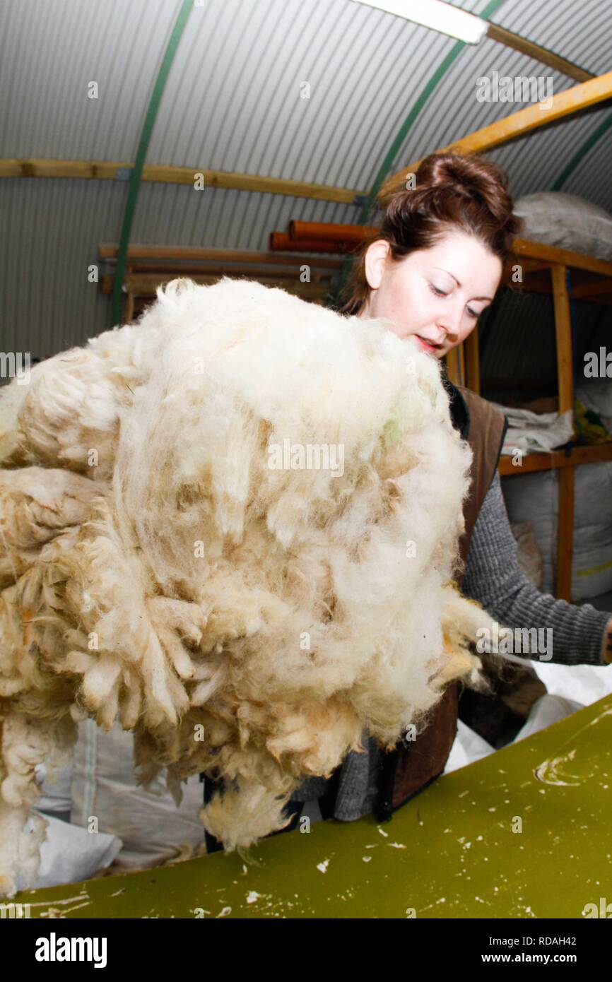 Sorting and grading wool for process of spinning for commercial use in ...