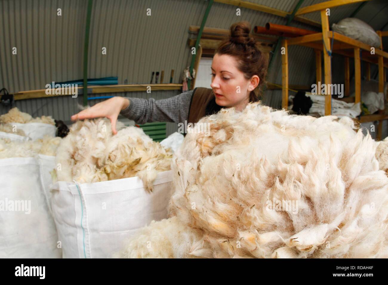 Sorting and grading wool for process of spinning for commercial use in ...