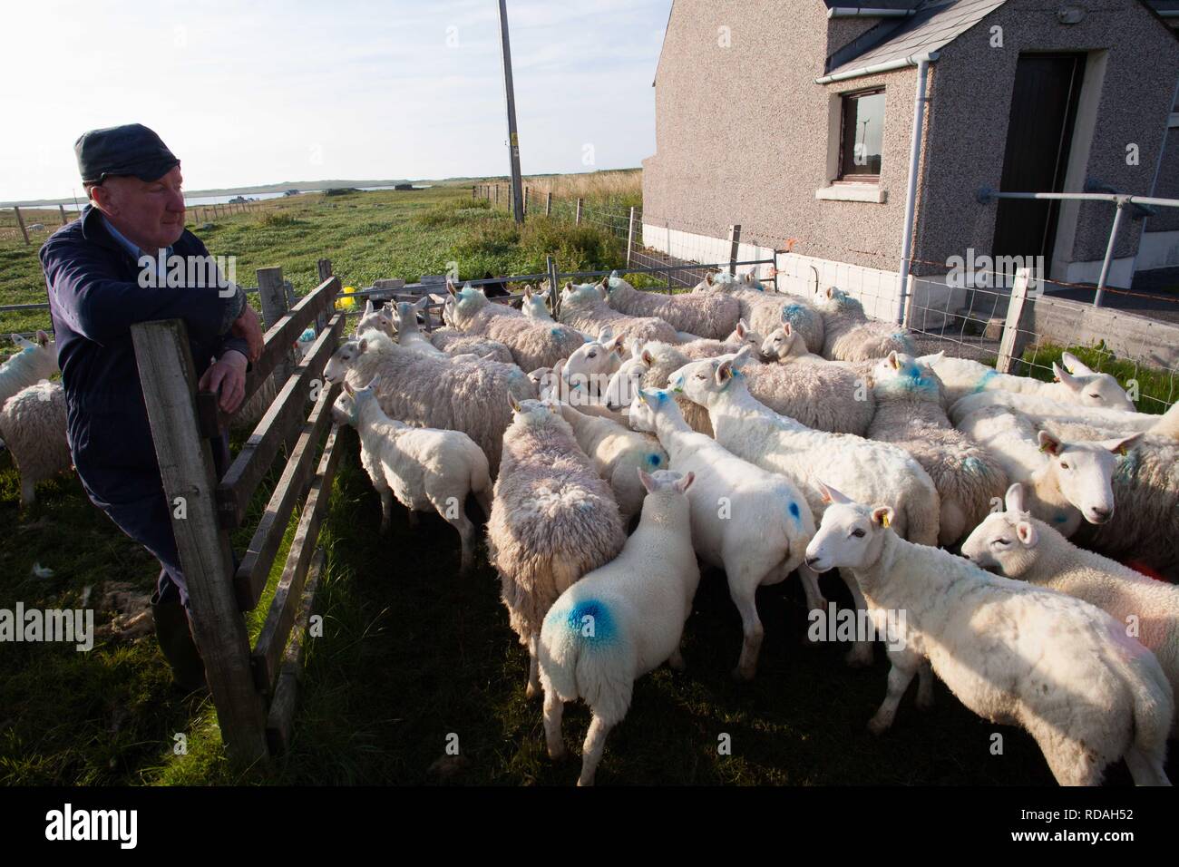 Cross breed Cheviot sheep ,newly sheered ,important for their wool to ...
