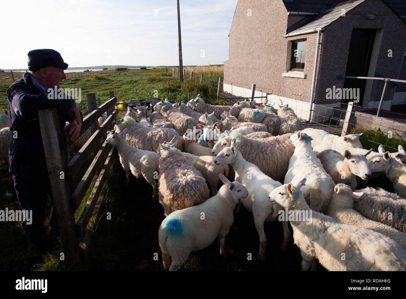 Cross breed Cheviot sheep ,newly sheered ,important for their wool to ...