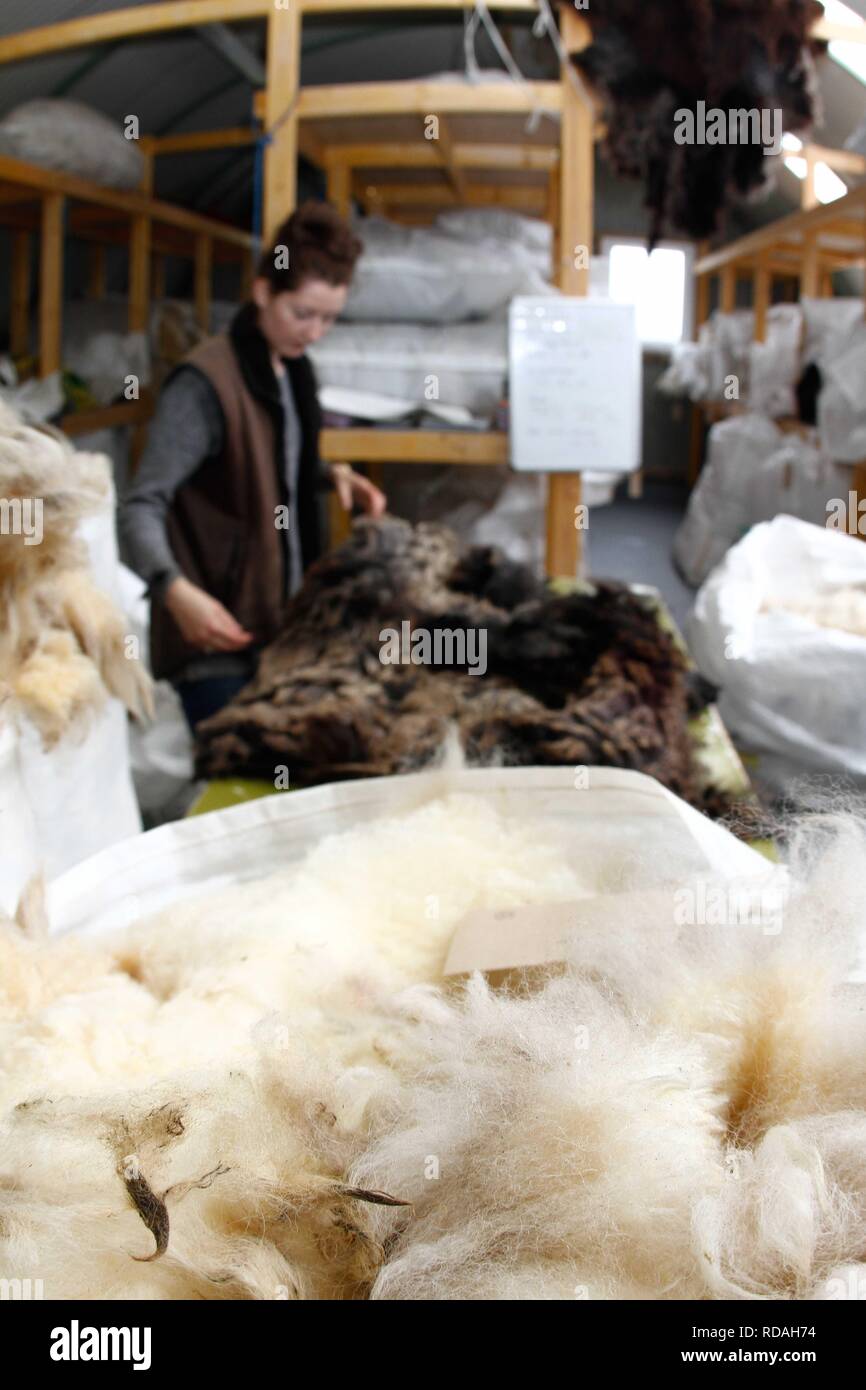 Sorting and grading wool for process of spinning for commercial use in ...