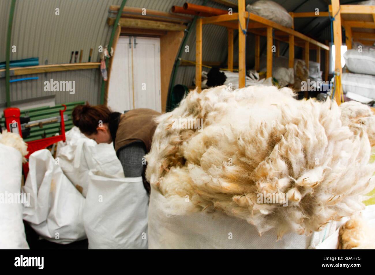 Cross breed Cheviot sheep ,newly sheered ,important for their wool to ...