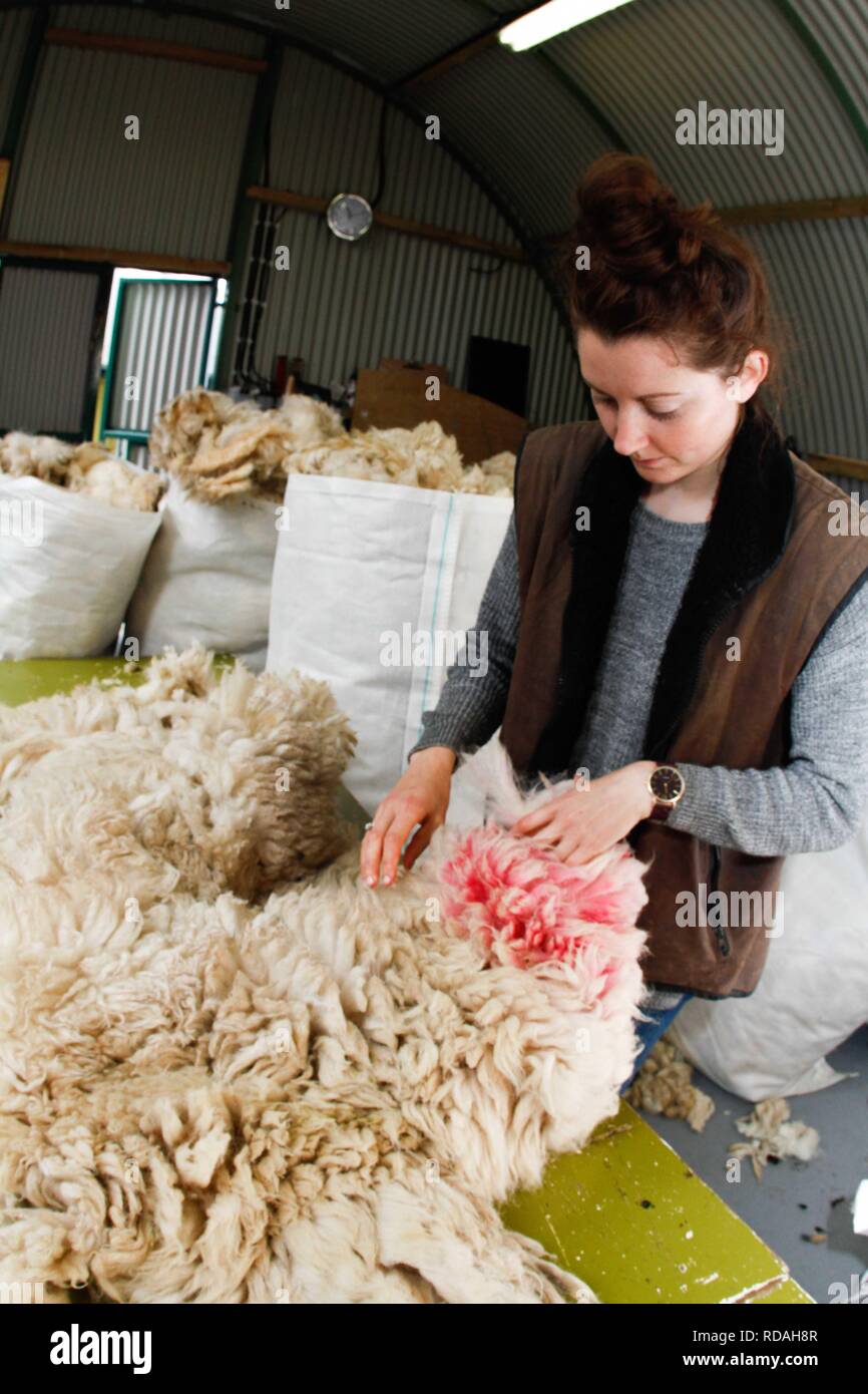 Sorting and grading wool for process of spinning for commercial use in ...