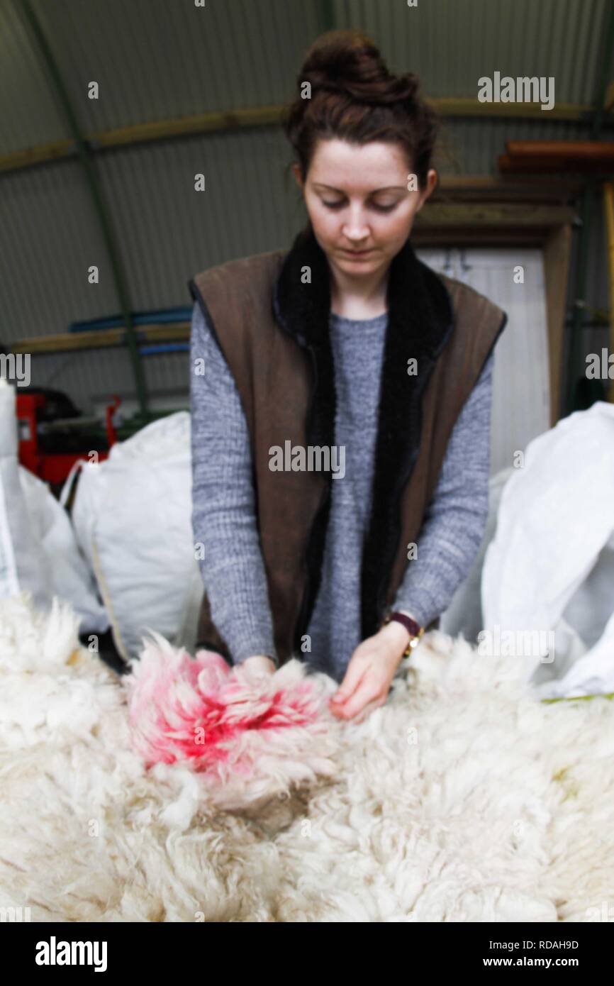 Sorting and grading wool for process of spinning for commercial use in ...