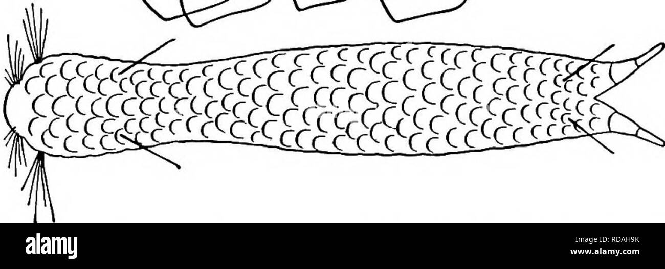 . Fresh-water biology. Freshwater biology. GASTROTRICHA 625 (4) Dorsal ...