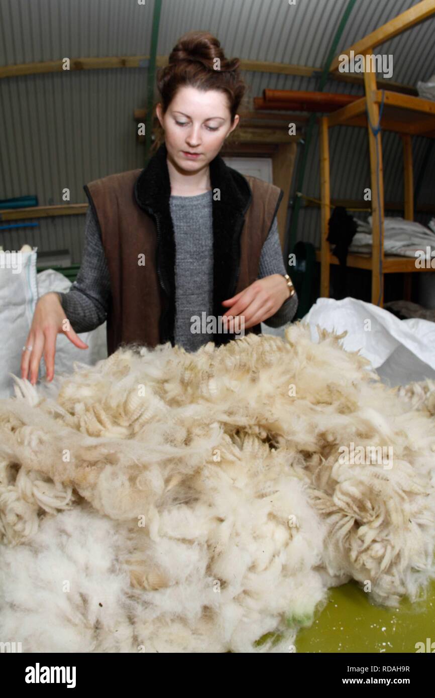 Sorting and grading wool for process of spinning for commercial use in ...