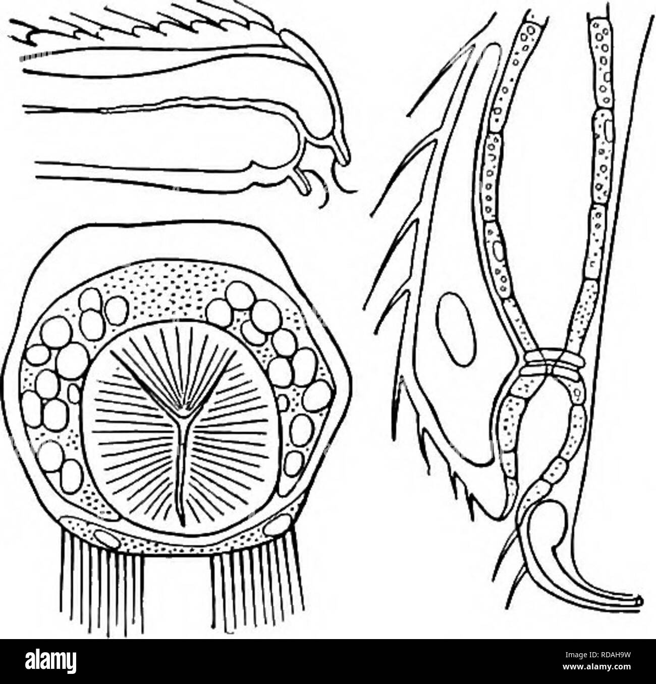 Gastrotricha hi-res stock photography and images - Alamy