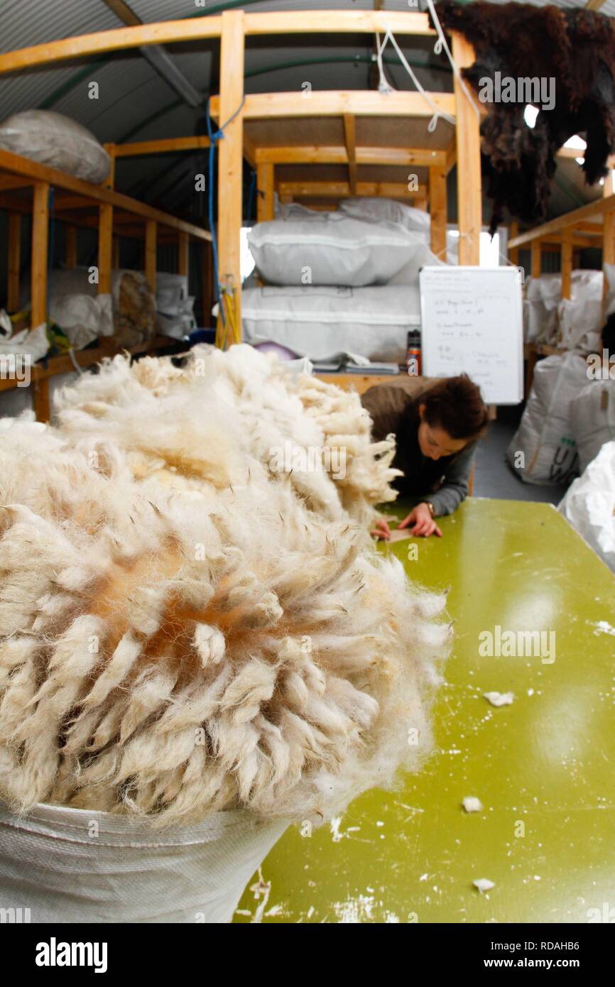 Sorting and grading wool for process of spinning for commercial use in ...