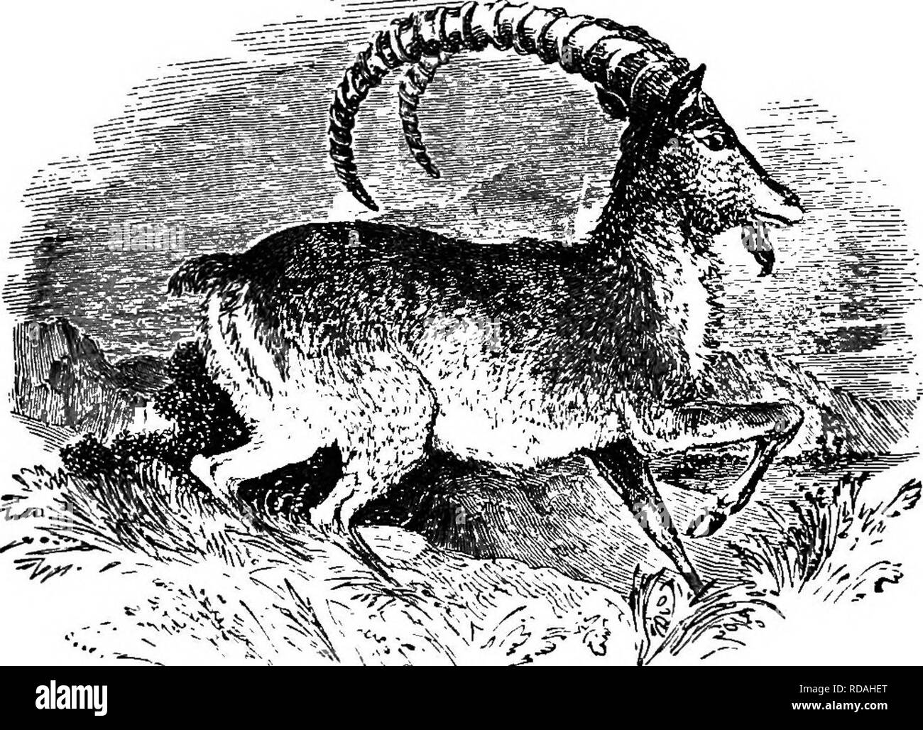 . Illustrated natural history : comprising descriptions of animals ...