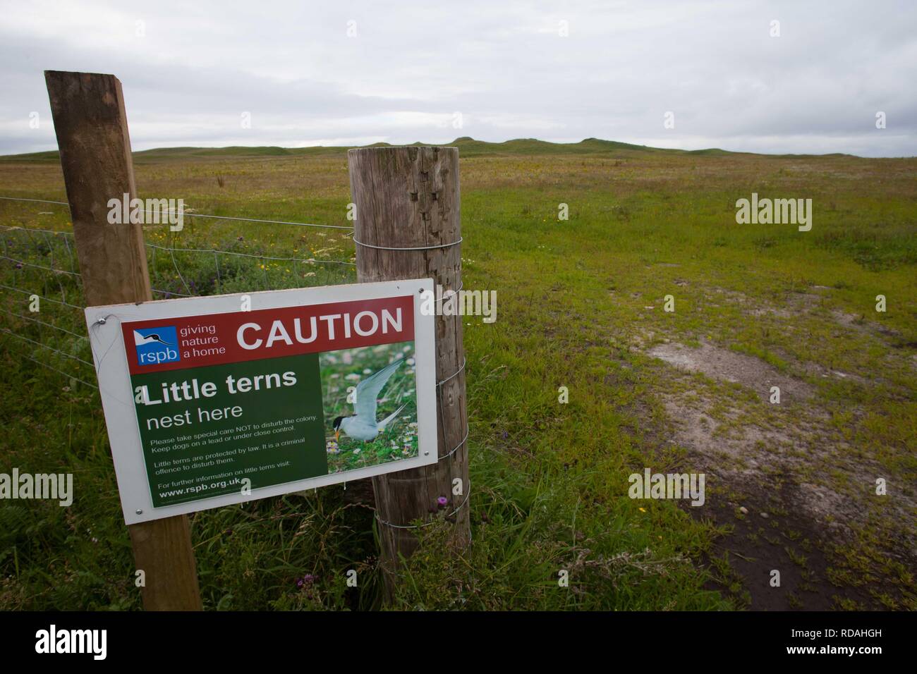 Sign warning public about nesting Little Terns (Sterna albifrons) on ...