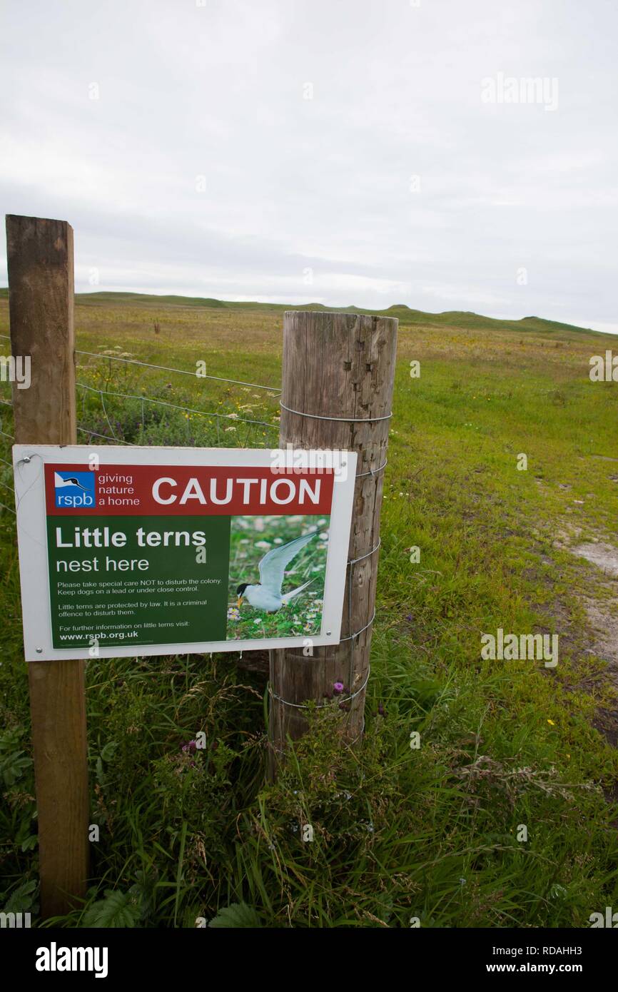 Sign warning public about nesting Little Terns (Sterna albifrons) on ...