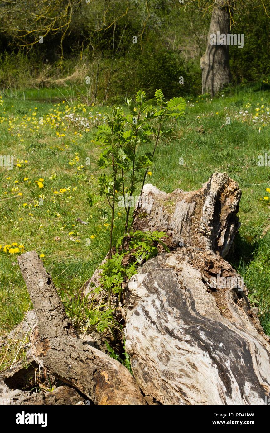 Ash Tree ( Fraxinus excelsior) , young tree growing out of old ash tree ...