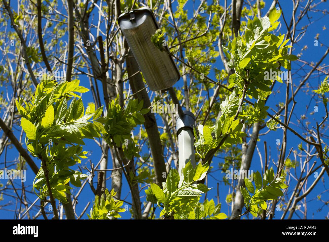 Ash Tree(Fraxinus excelsior) ,spring leaves an dstreet light, street ...