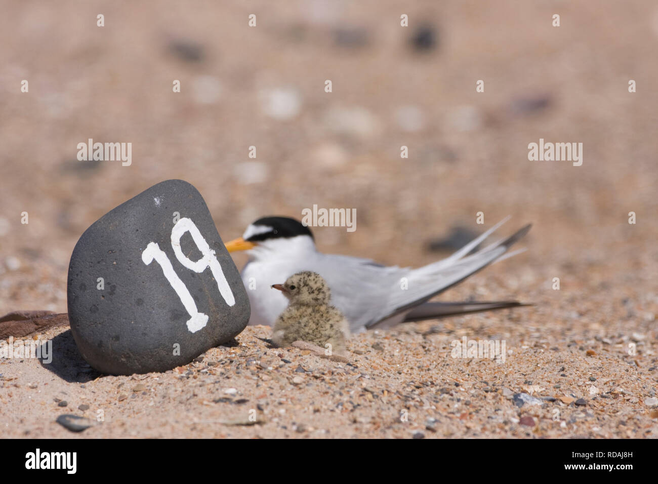 Scrape nest hi-res stock photography and images - Alamy