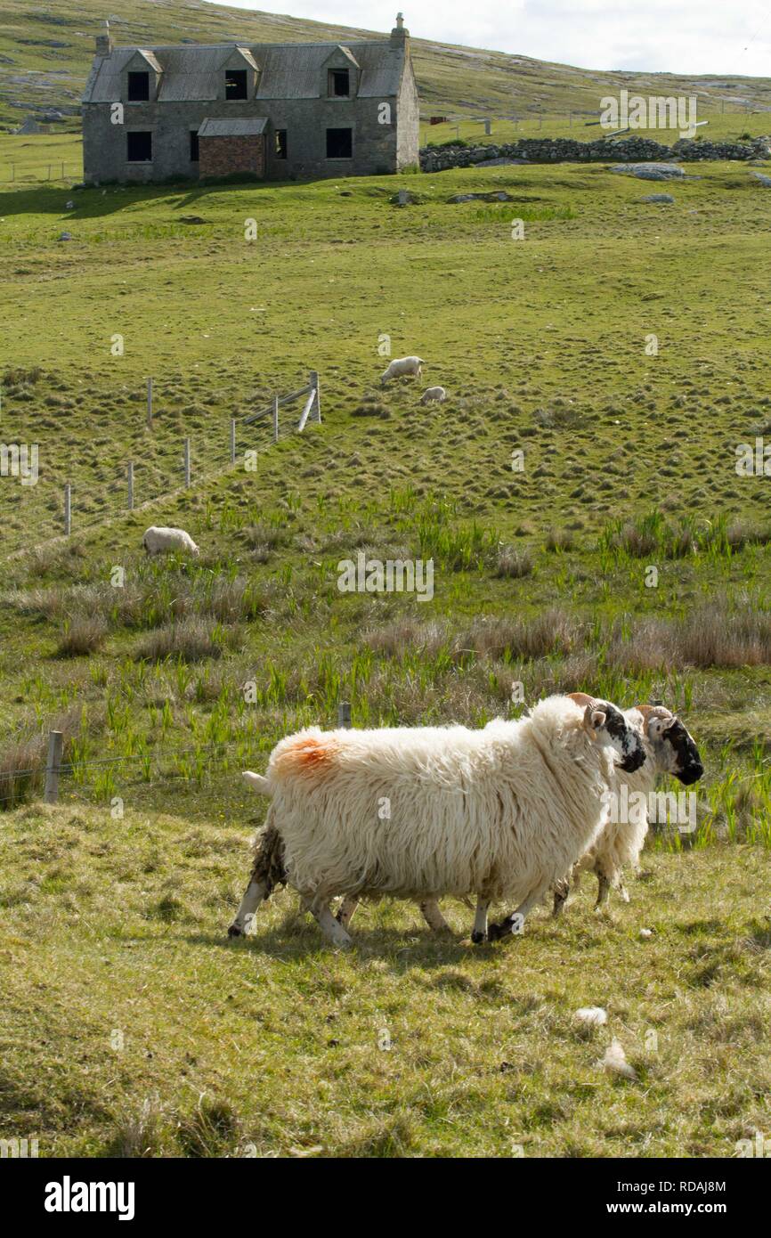Cross breed sheep and abandoned croft on Machir , decline of ...