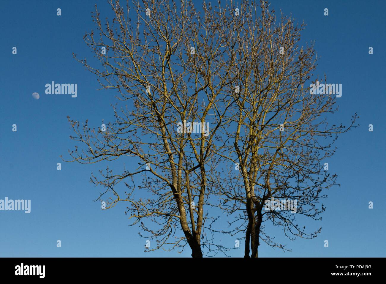 Ash Tree (Fraxinus excelsior ) with three quarter moon ,spring buds ...