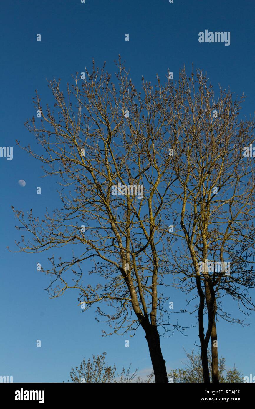 Ash Tree (Fraxinus excelsior ) with three quarter moon ,spring buds ...