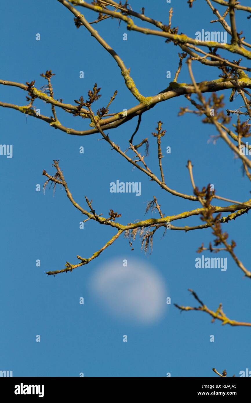 Ash Tree (Fraxinus excelsior ) with three quarter moon ,spring buds ...