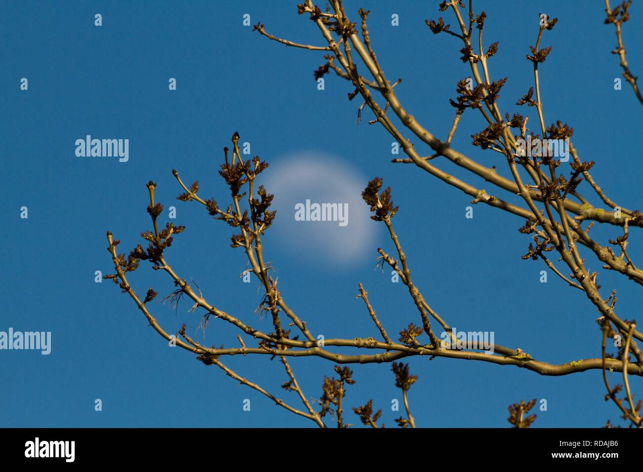 Ash Tree (Fraxinus excelsior ) with three quarter moon ,spring buds ...